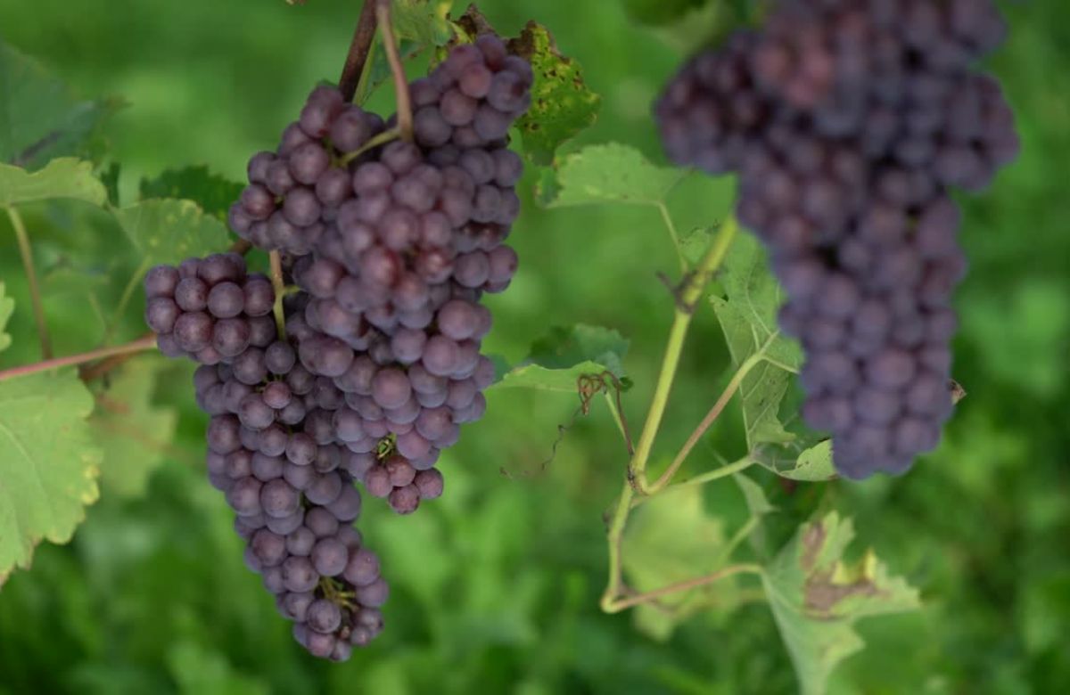 Kako se pravi rose vino? Saveti za ljubitelje vina koji žele napraviti ...